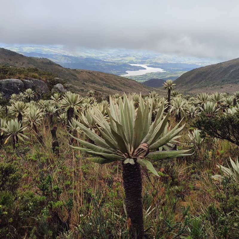 Caminata al Cerro Pan de Azúcar - Viajes Aventour